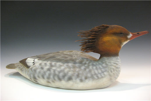 Hen Common Merganser